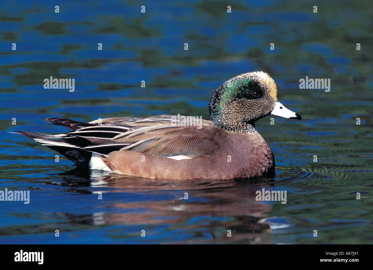 American Wigeon Image High Resolution Stock Photography and Images - Alamy