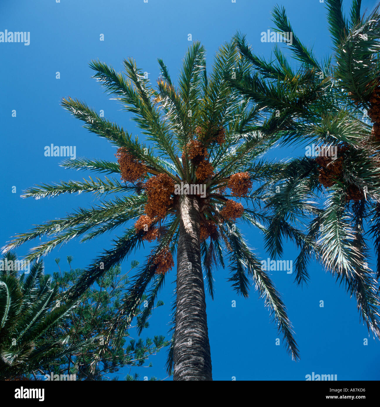 Palm of mallorca hi-res stock photography and images - Alamy