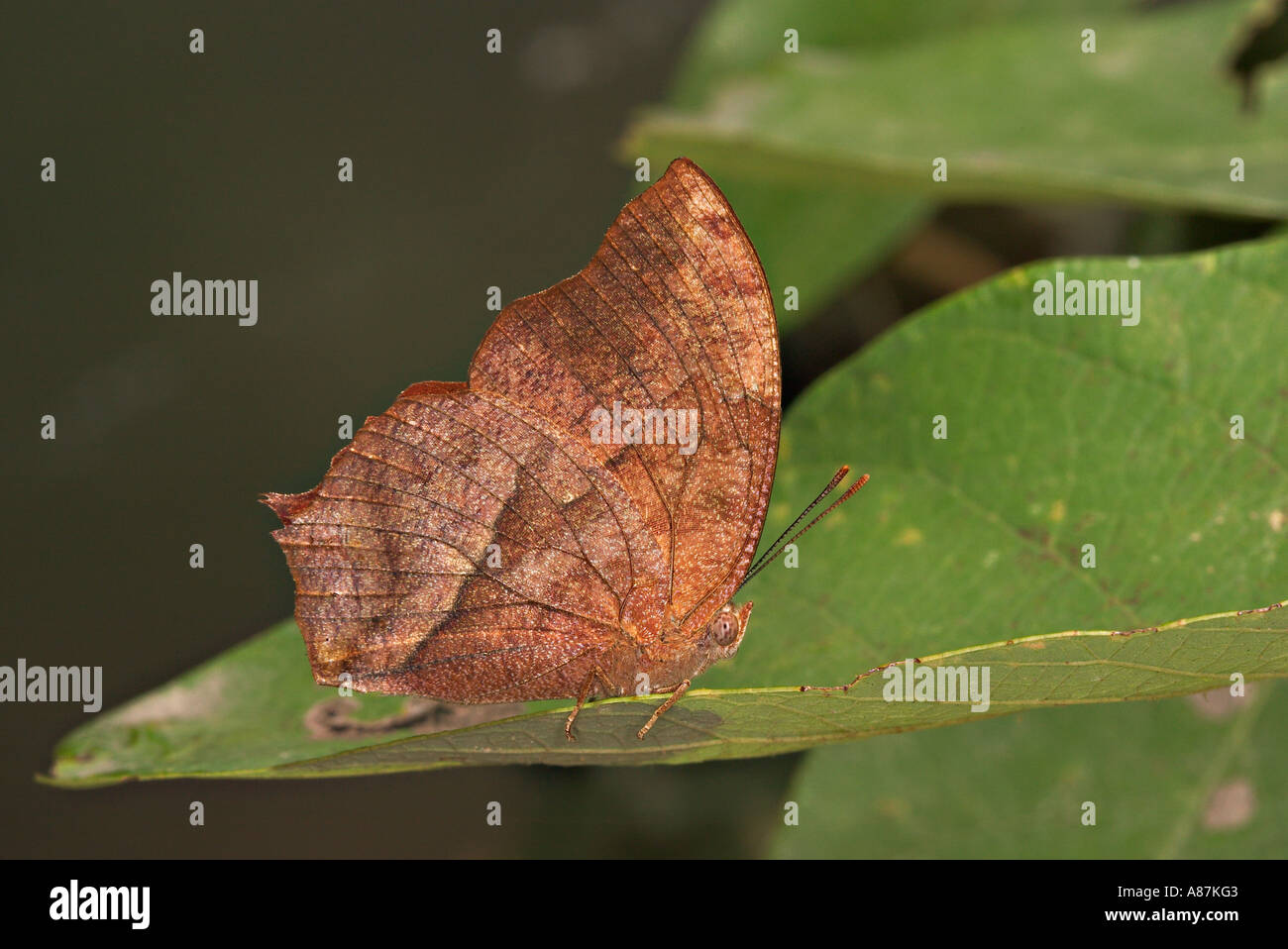 Angled leafwing hi-res stock photography and images - Alamy