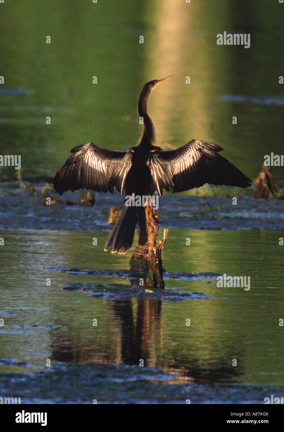 Anhinga Anhinga anhinga Brazos Bend State Park TEXAS USA April Adult ...