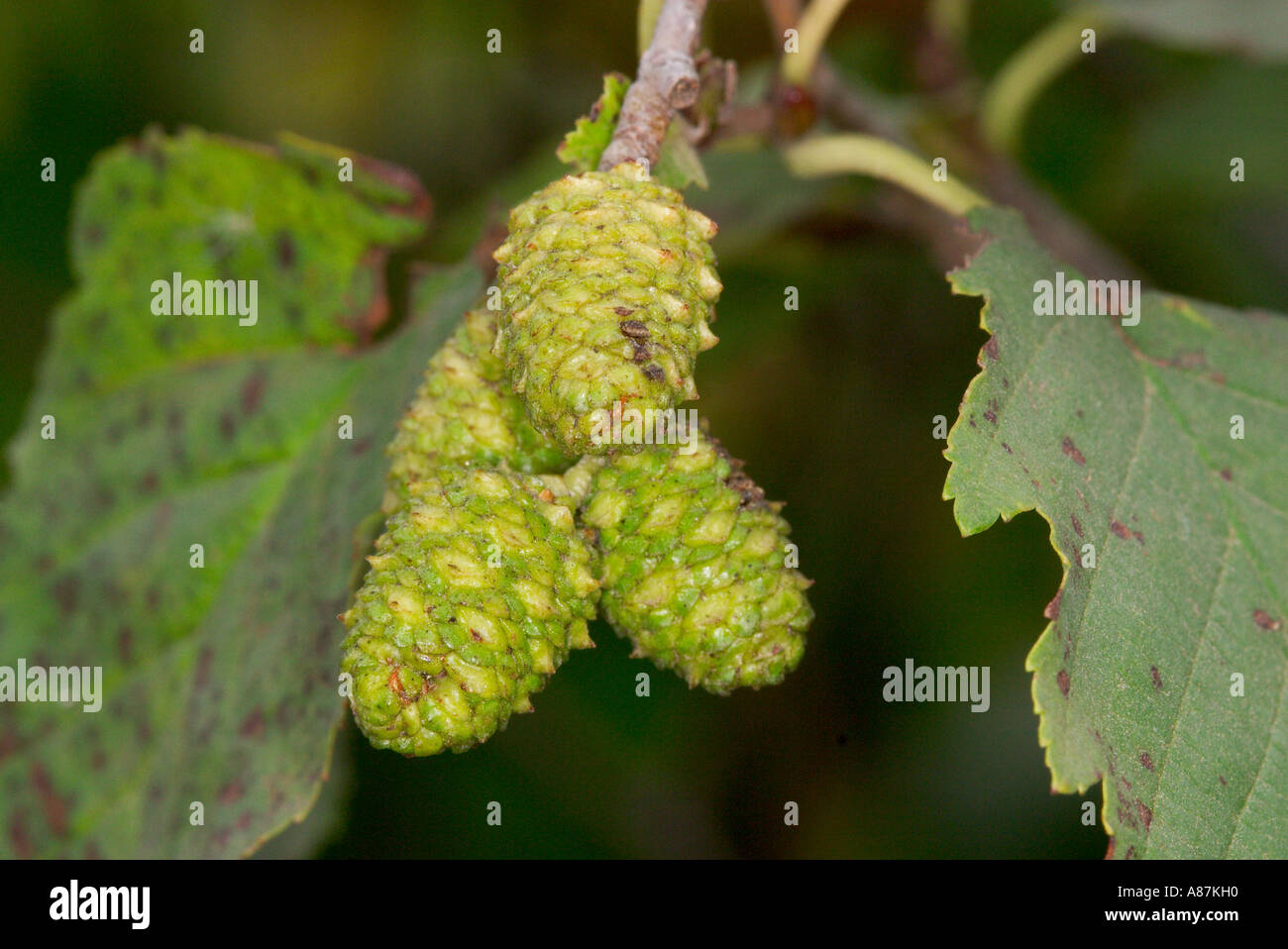 Female alder cones hi-res stock photography and images - Alamy