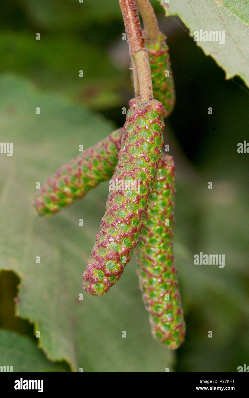 Male alder catkins hi-res stock photography and images - Alamy