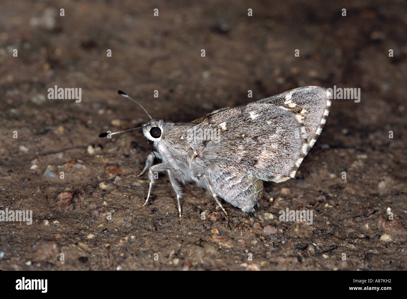 Arizona Giant Skipper Stock Photo - Alamy