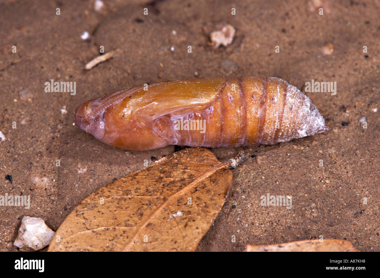 Arizona Giant Skipper Stock Photo - Alamy