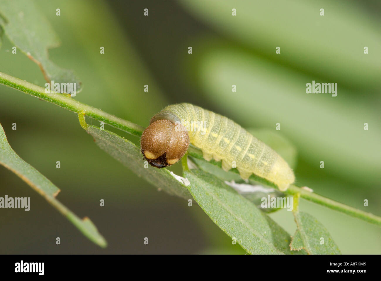 Arizona Skipper, Codatractus arizonensis -caterpillar Stock Photo - Alamy