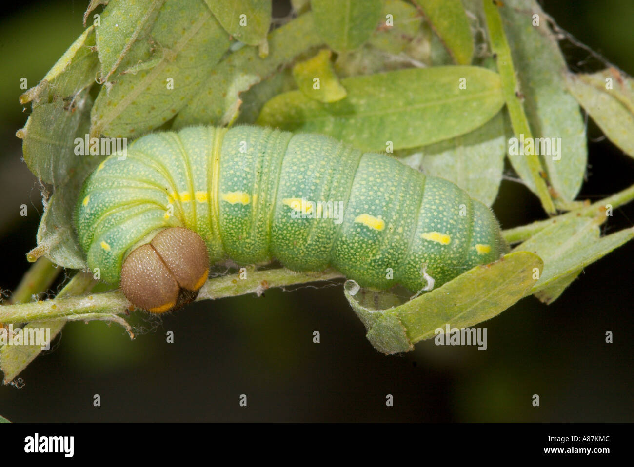 Arizona Skipper, Codatractus arizonensis -caterpillar in nest Stock ...