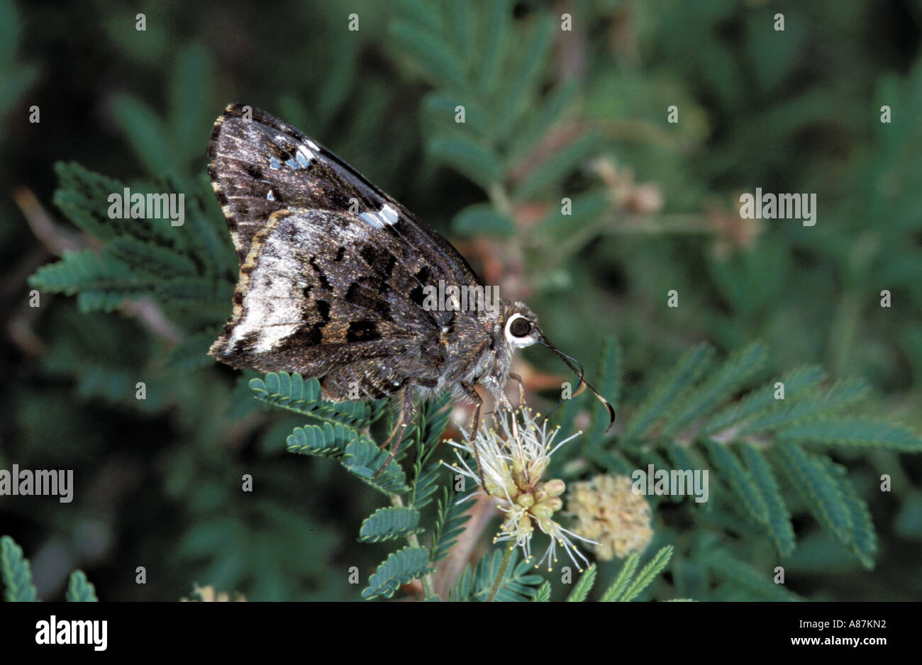 Arizona Skipper Codatractus arizonensis Box Canyon Santa Rita Mountains ...