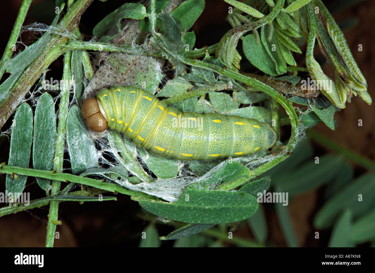 Arizona Skipper caterpillar in nest on foodplant (kidneywood) 18 ...