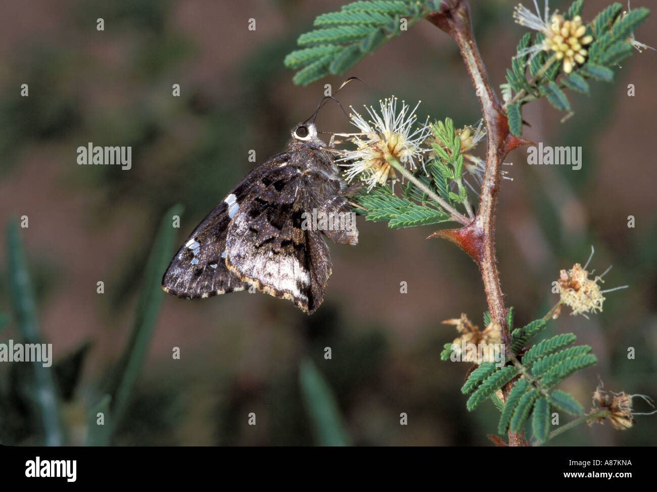 Arizona Skipper Codatractus arizonensis Box Canyon Santa Rita Mtns ...