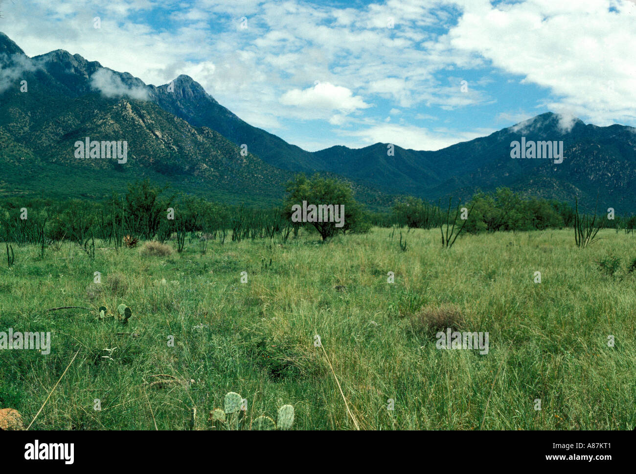 Mesquite and ocotillo-dotted grassland - Santa Rita experimental range ...