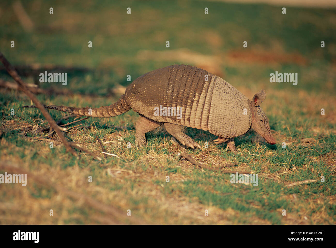 Armored mammal hi-res stock photography and images - Alamy