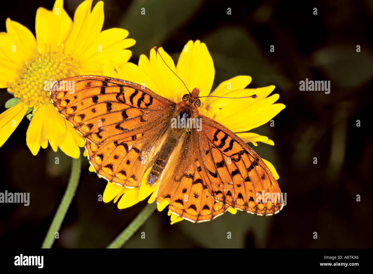 Atlantis Fritillary Speyeria atlantis Mill Creek near Sonora Pass ...