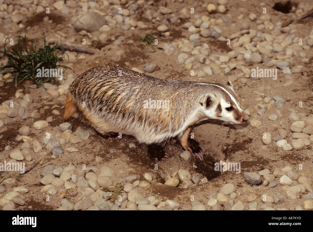 Taxidea hi-res stock photography and images - Alamy