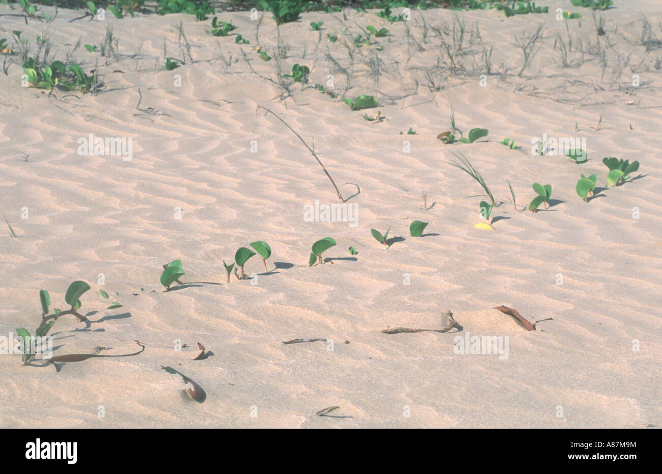 Convulvulus and weed hi-res stock photography and images - Alamy