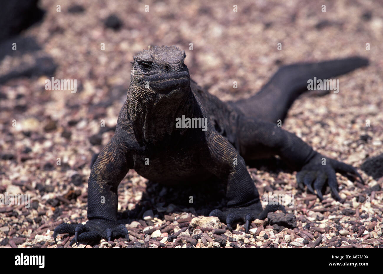 Marine iguanas fighting hi-res stock photography and images - Alamy