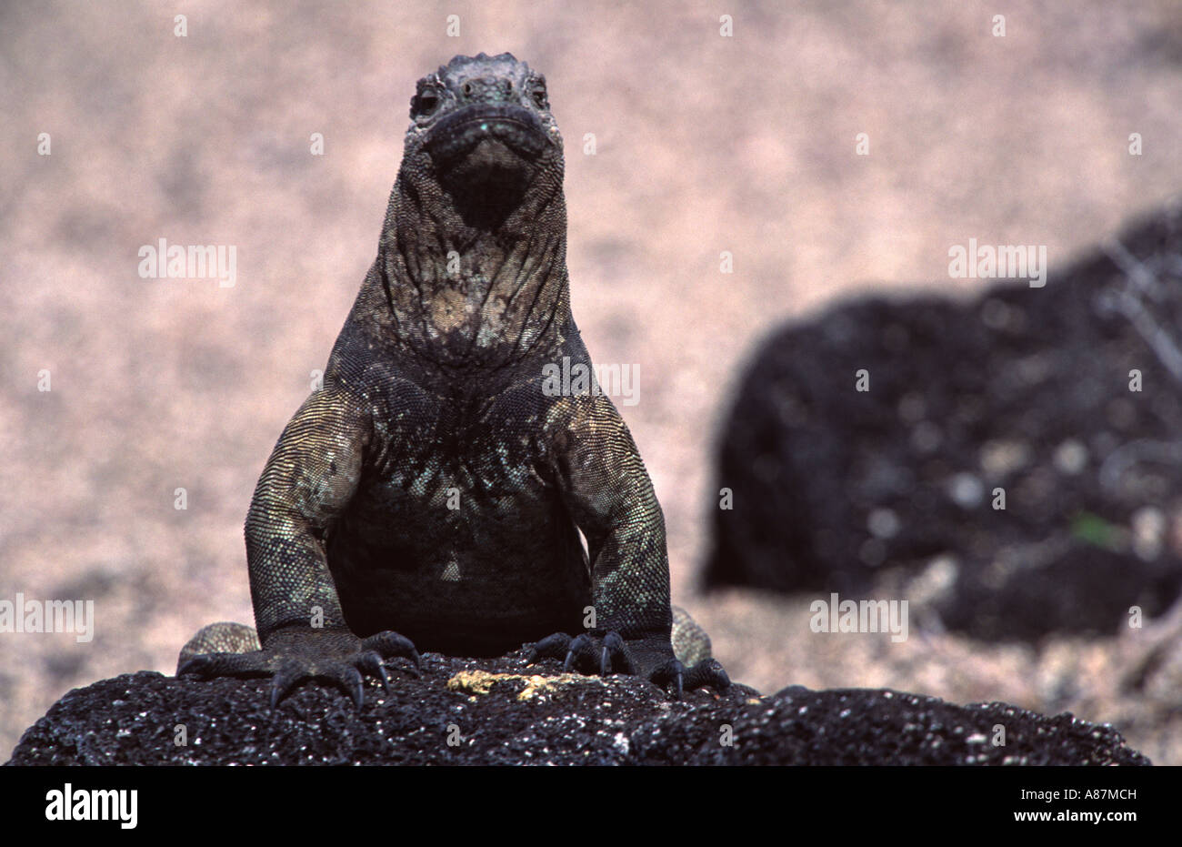 Marine iguanas fight hi-res stock photography and images - Alamy