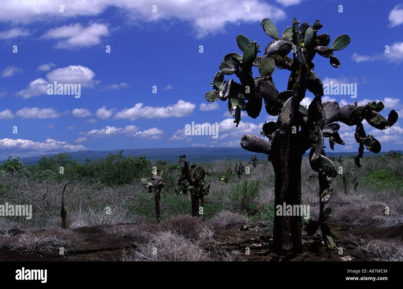 Landscape on Isabela Galapagos Island Ecuador South Ameriaca Stock ...