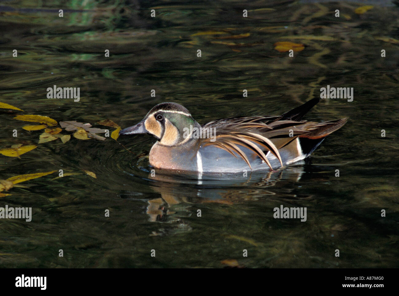 Baikal Teal Anas formosa Fort Worth Zoo TEXAS November Adult Male ...