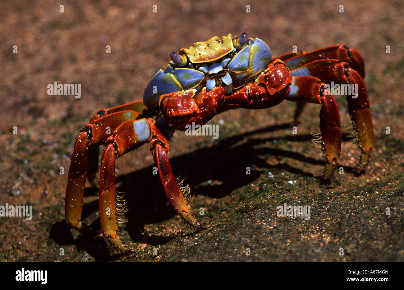 Sally Lightfoot crab Grapsus grapsus Galapagos Island Ecuador South ...