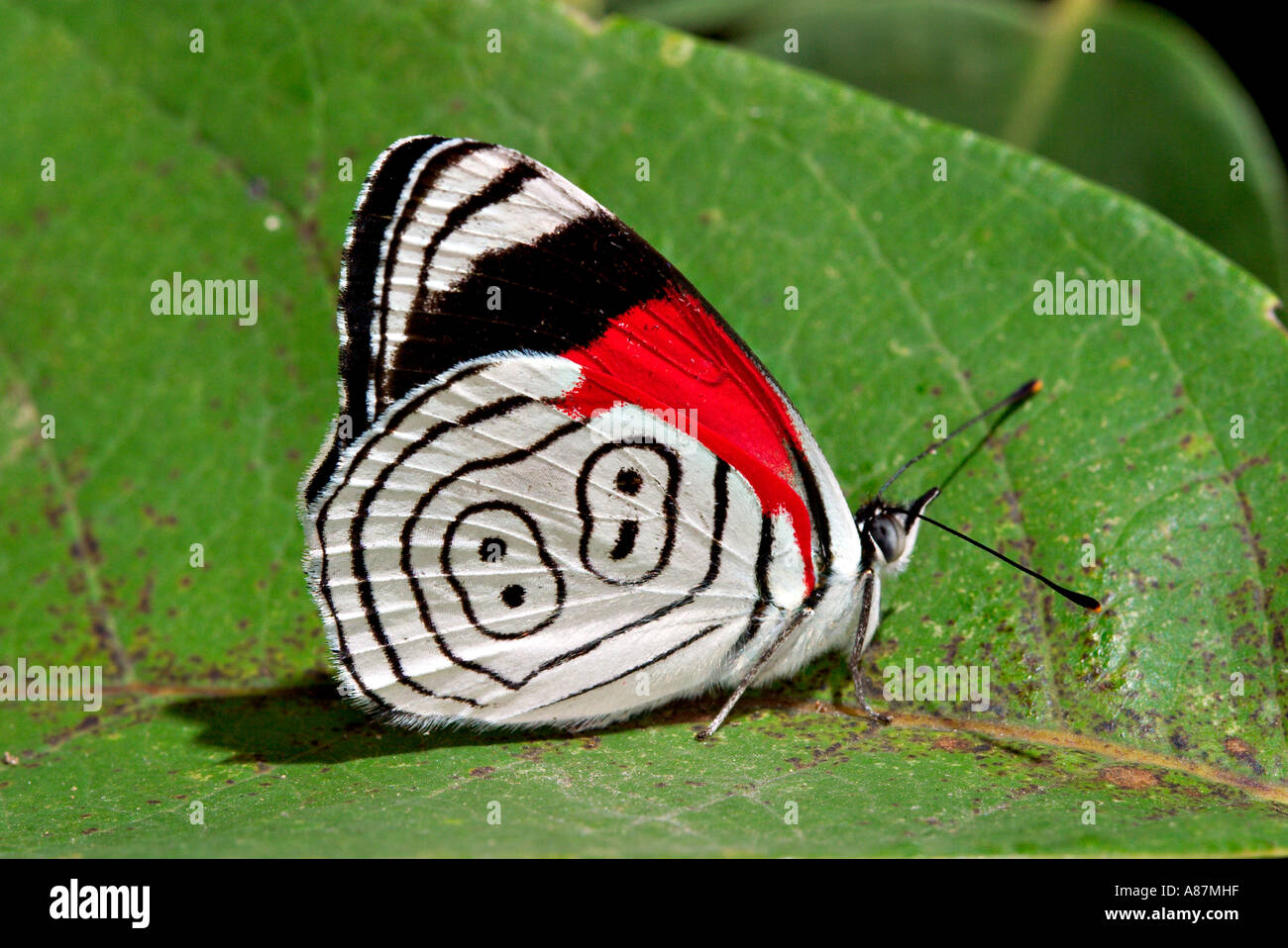 Eighty eight butterfly hi-res stock photography and images - Alamy