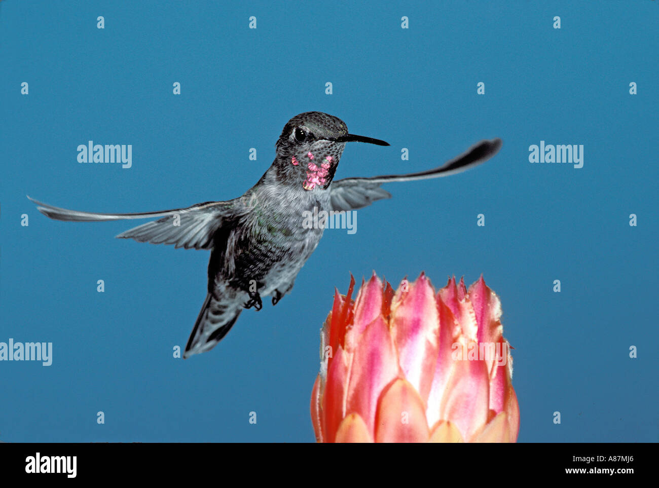 Anna's Hummingbird Calypte anna Madera Canyon Pima Co ARIZONA USA ...