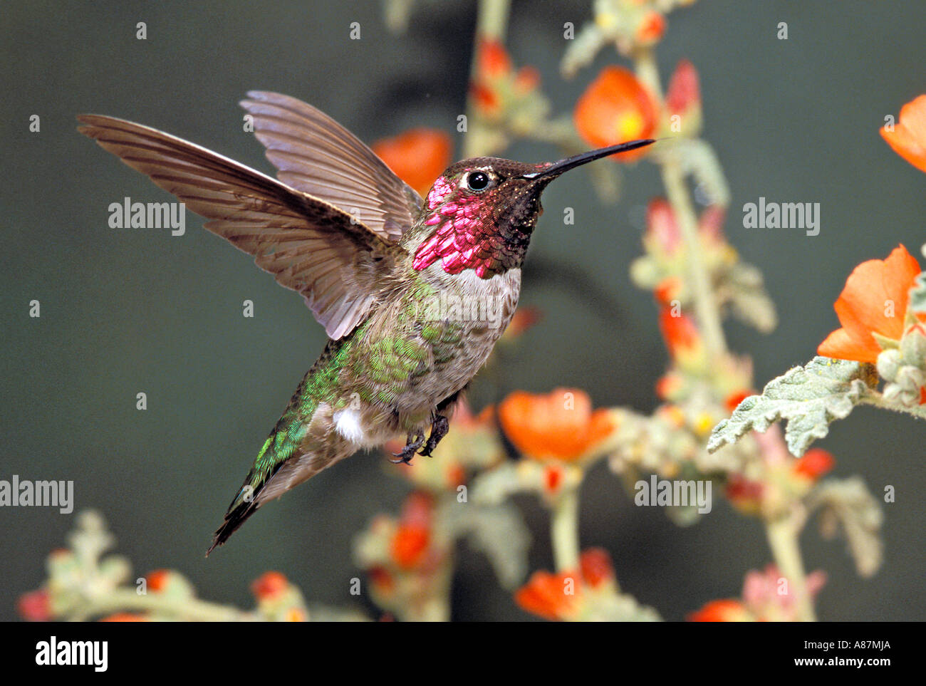 Anna's Hummingbird Calypte anna Sonoita Santa Cruz Co ARIZONA USA ...