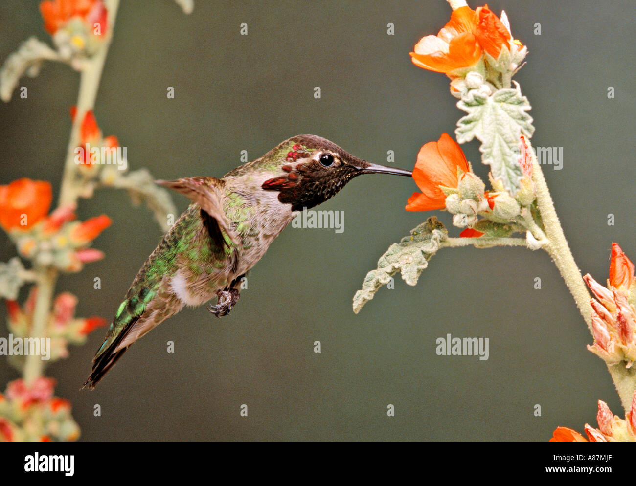Hummingbird flower hi-res stock photography and images - Alamy