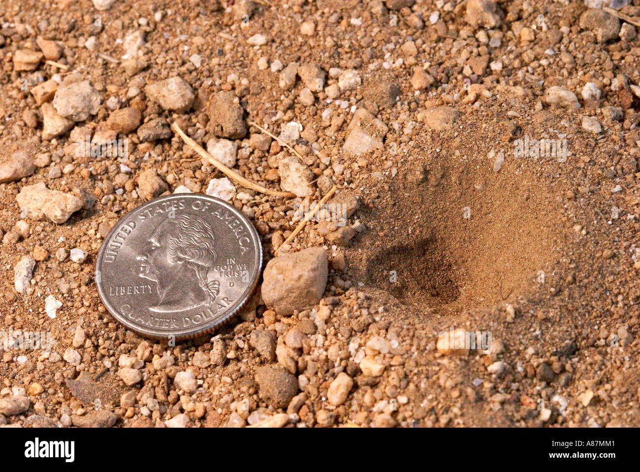 Ant Lion funnels Myrmeleonidae Catalina State Park Tucson Arizona USA ...