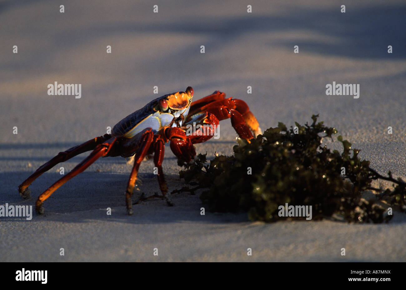 Strange crabs on the beach hi-res stock photography and images - Alamy