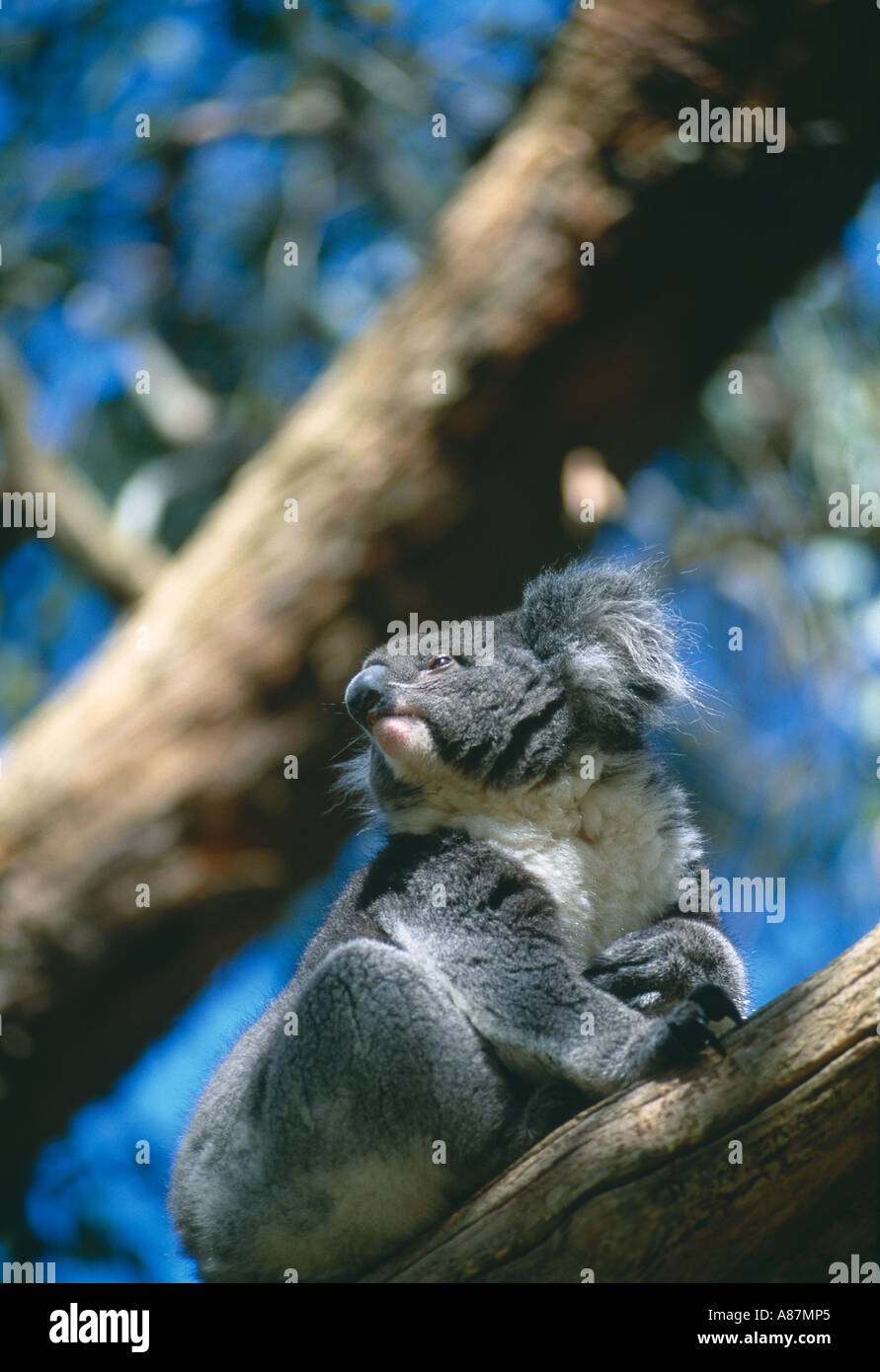 Eucalytptus hi-res stock photography and images - Alamy
