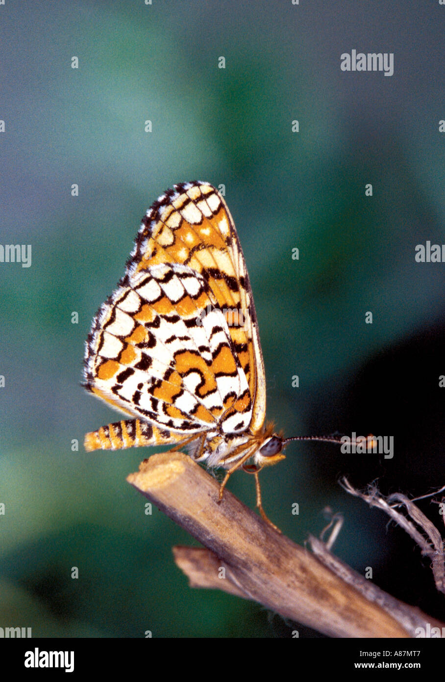 Arachne Checkerspot Polydryas arachne White Mountains ARIZONA USA 14 ...