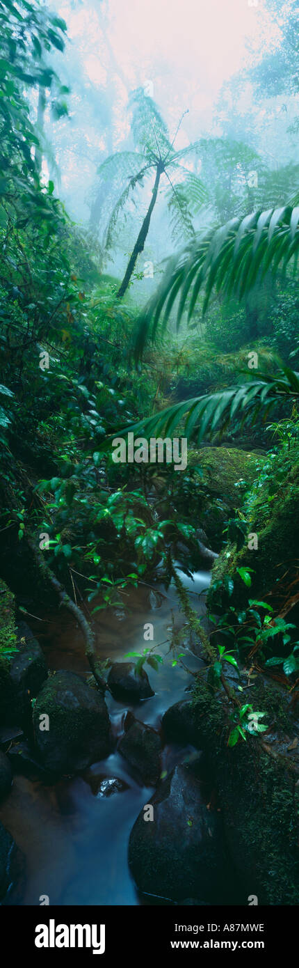 tropical cloud forest Monteverde Biological Reserve Costa Rica Stock ...