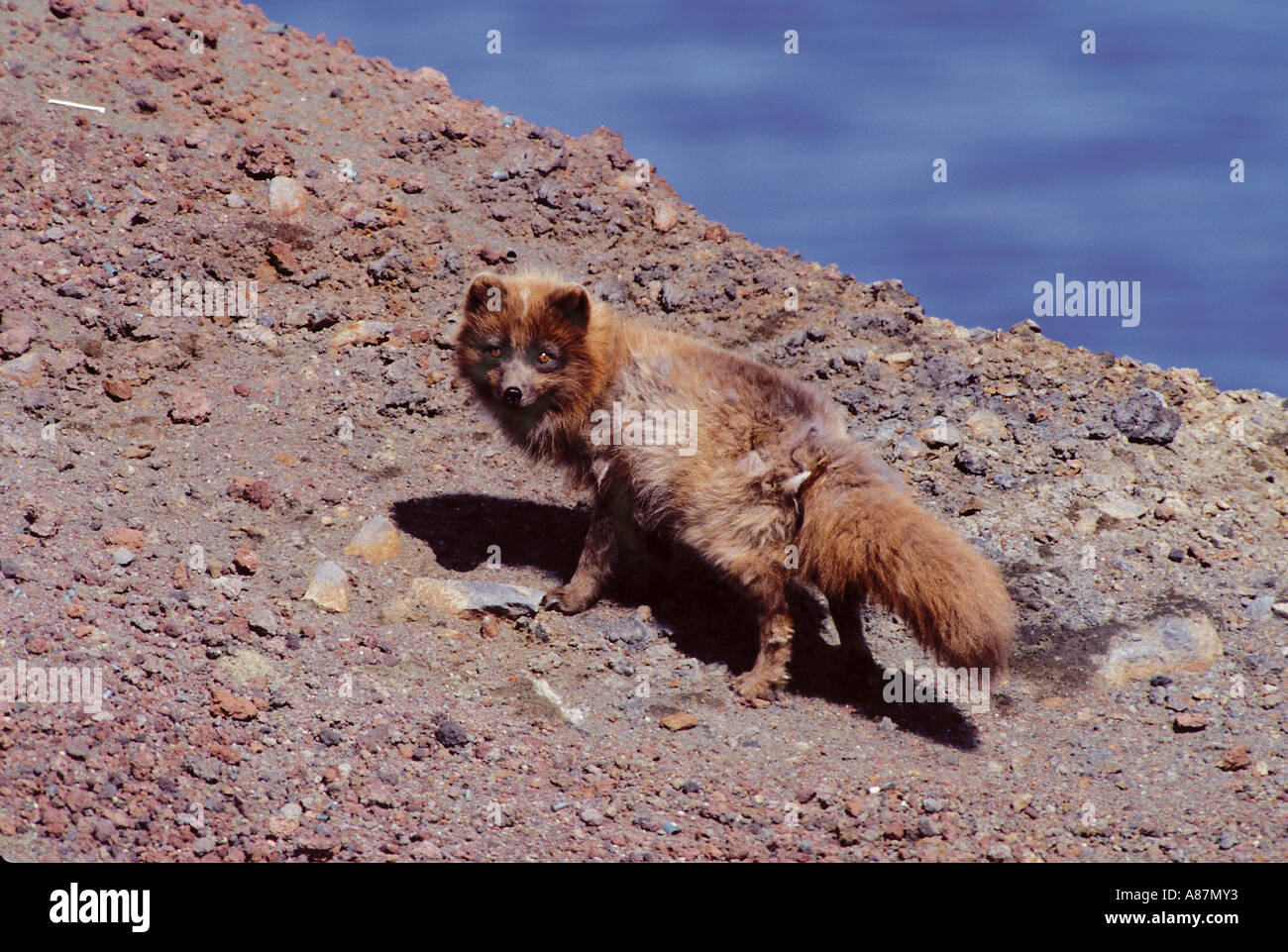 Arctic Fox Alopex lagopus St Paul Island Pribilof Islands ALASKA USA ...