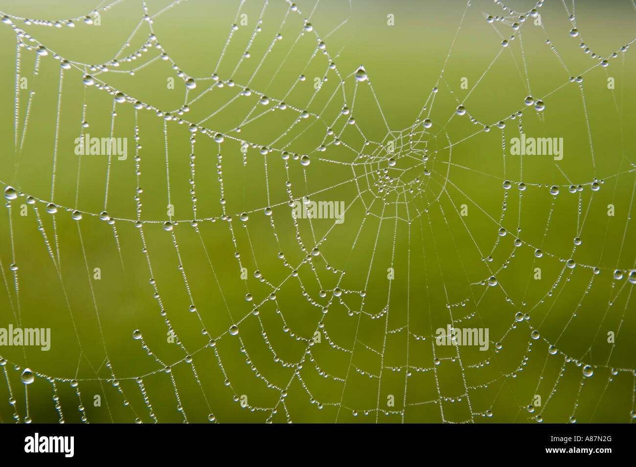 Spider net without spider hi-res stock photography and images - Alamy