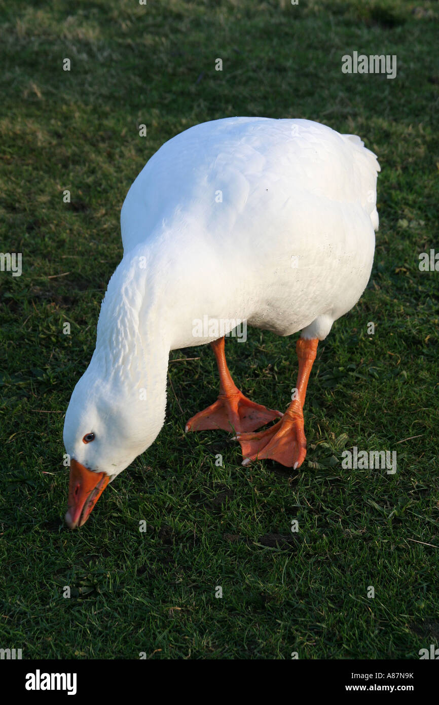 Portrait cole mere country park hi-res stock photography and images - Alamy
