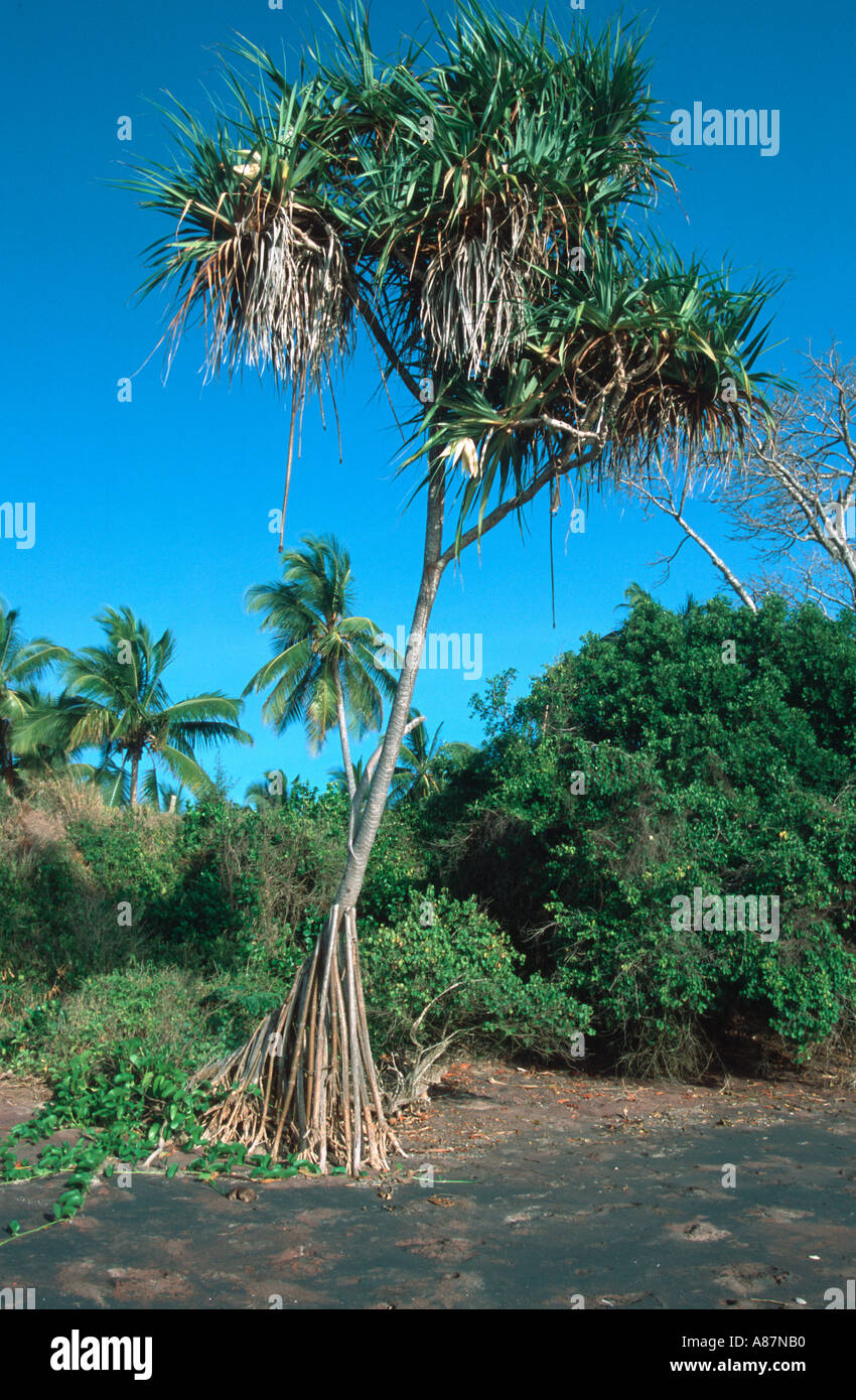 Screw pine Pandanus showing prop roots Coastal Tanzania Stock Photo - Alamy