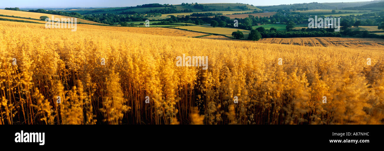 Crop Field nr Ansty Dorset England UK Stock Photo - Alamy