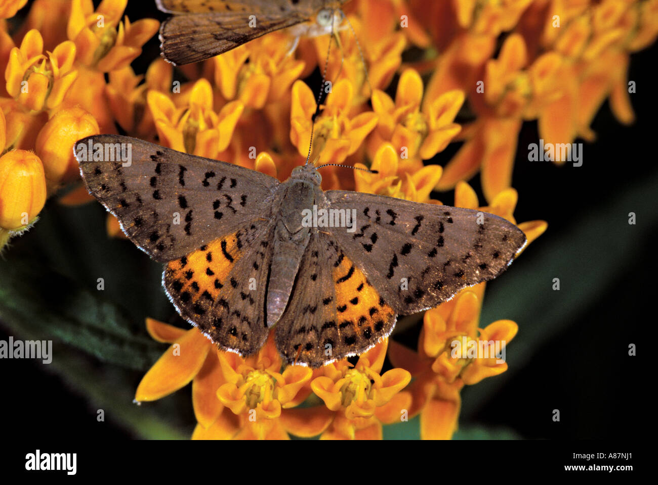 Arizona metalmark butterfly hi-res stock photography and images - Alamy