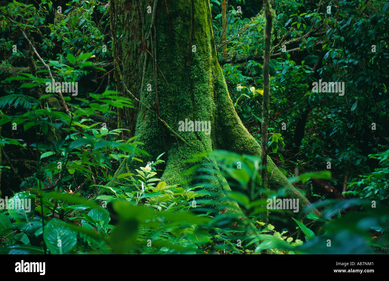 mossy tree roots Tropical rainforest nr La Fortuna Zona Norte Costa ...