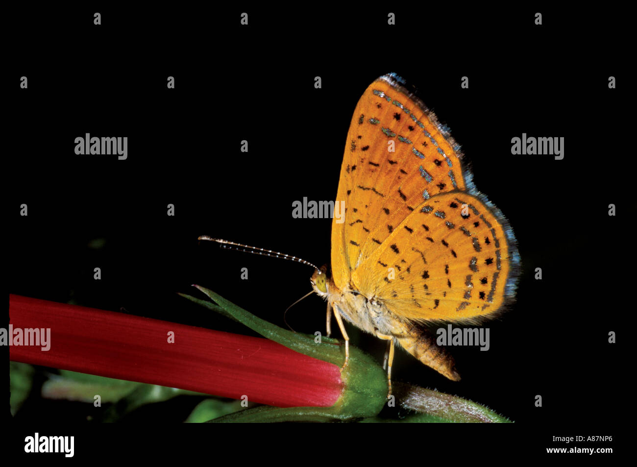 Arizona Metalmark Calephelis arizonensis Sycamore Canyon ARIZONA USA ...