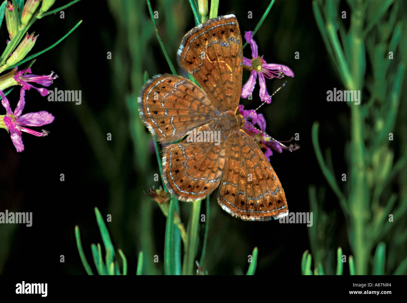 Arizona Metalmark Calephelis arizonensis Red Rock Canyon Canelo Hills ...