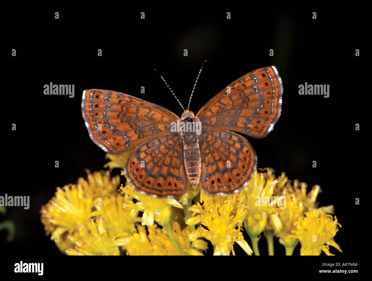 Arizona Metalmark Calephelis arizonensis Sycamore Canyon ARIZONA USA ...