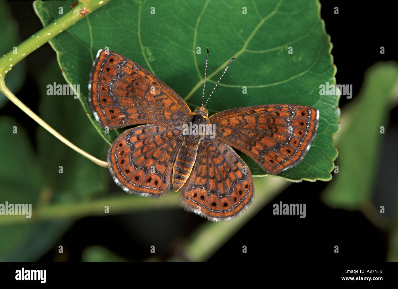 Sycamore canyon butterfly hi-res stock photography and images - Alamy