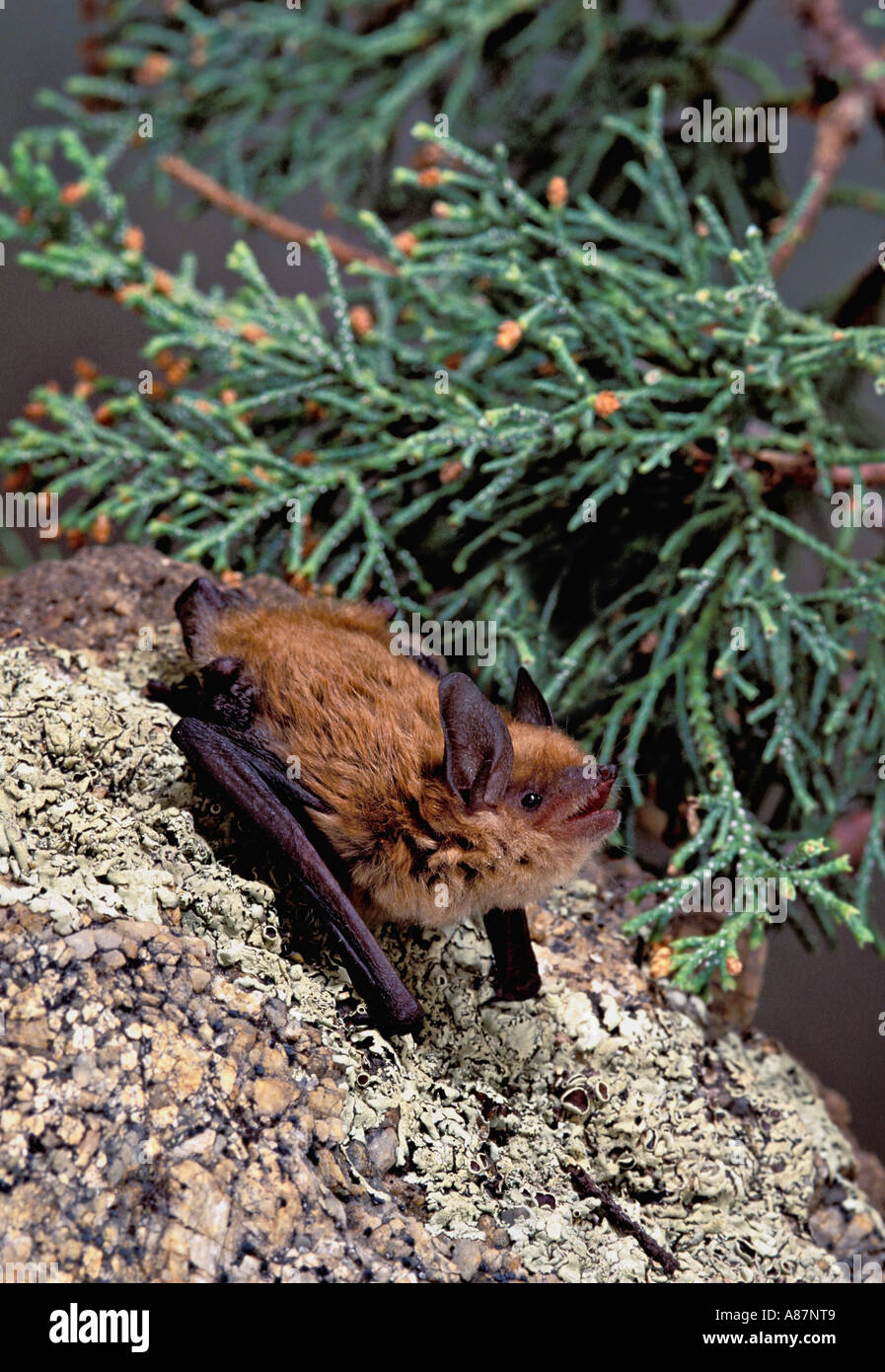 Little brown bat myotis occultus hi-res stock photography and images ...