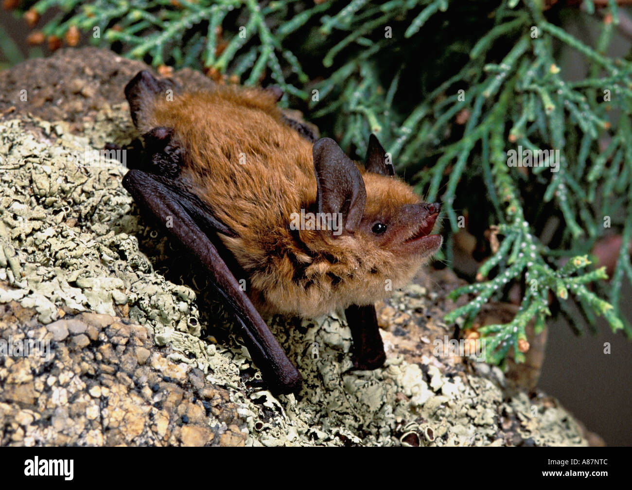 Little brown bat myotis occultus hi-res stock photography and images ...