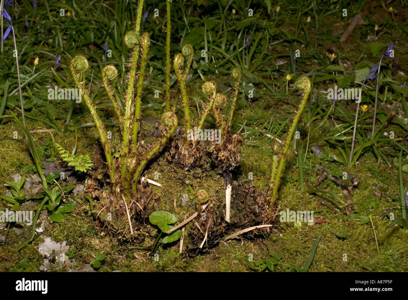 Young fern fronds emerging from soil Dunvegan Castle Isle of Skye ...