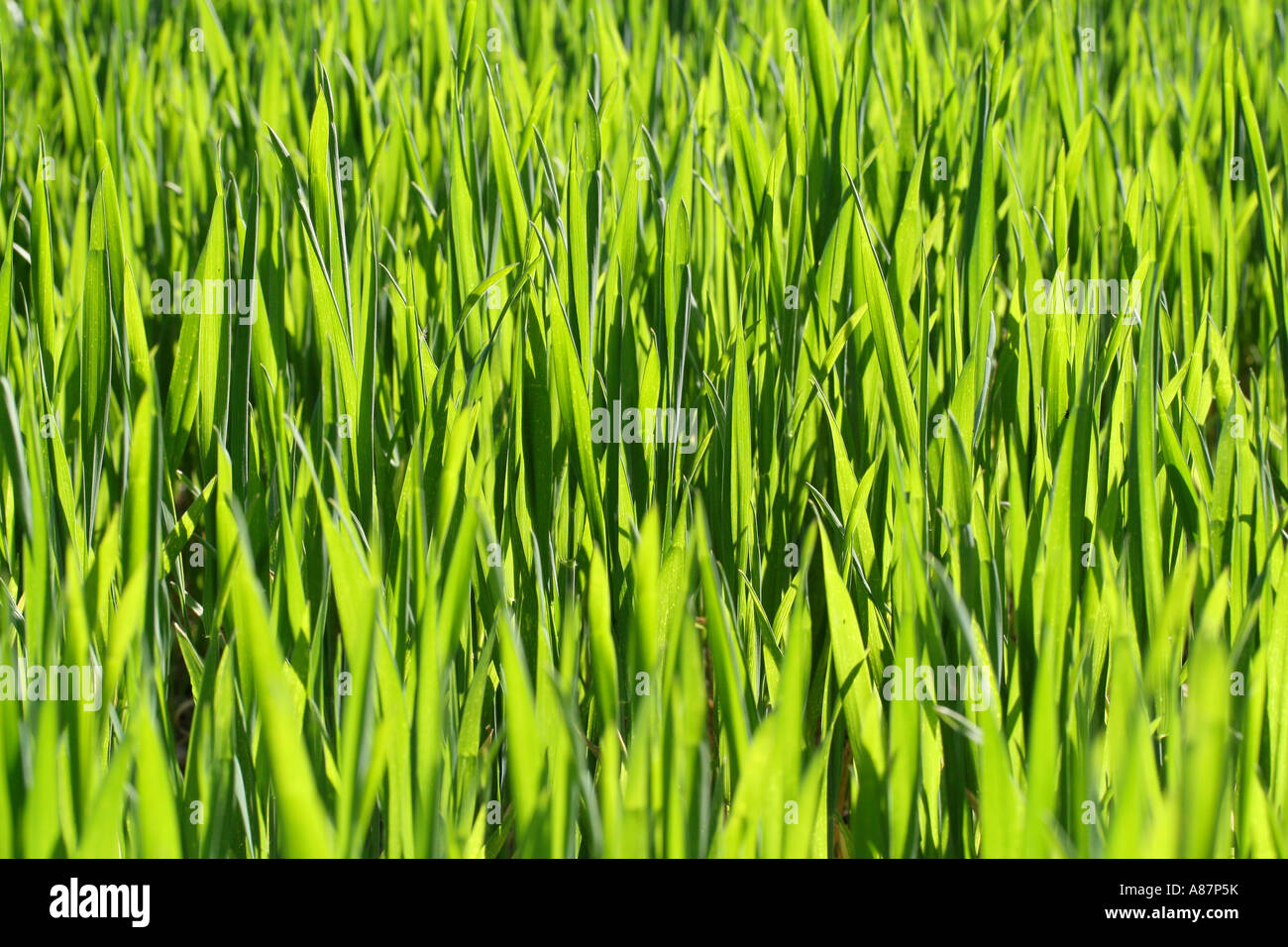Cereal crops hi-res stock photography and images - Alamy