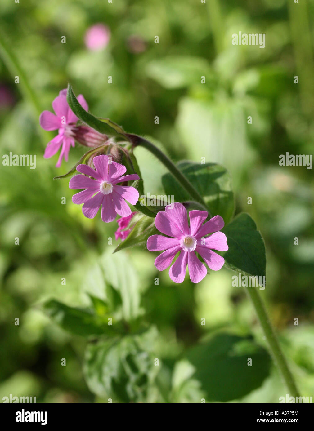 Red campion, silene dioica Stock Photo - Alamy