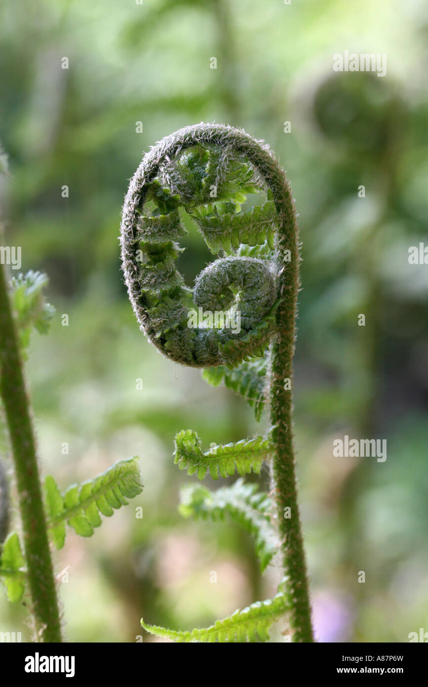 Common polypody fern hi-res stock photography and images - Alamy