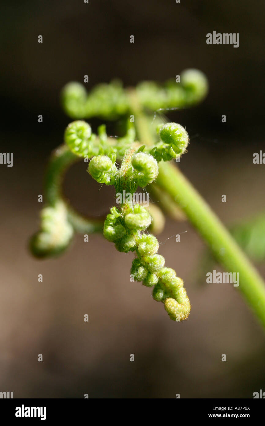 Fern unfurling close-up Stock Photo - Alamy